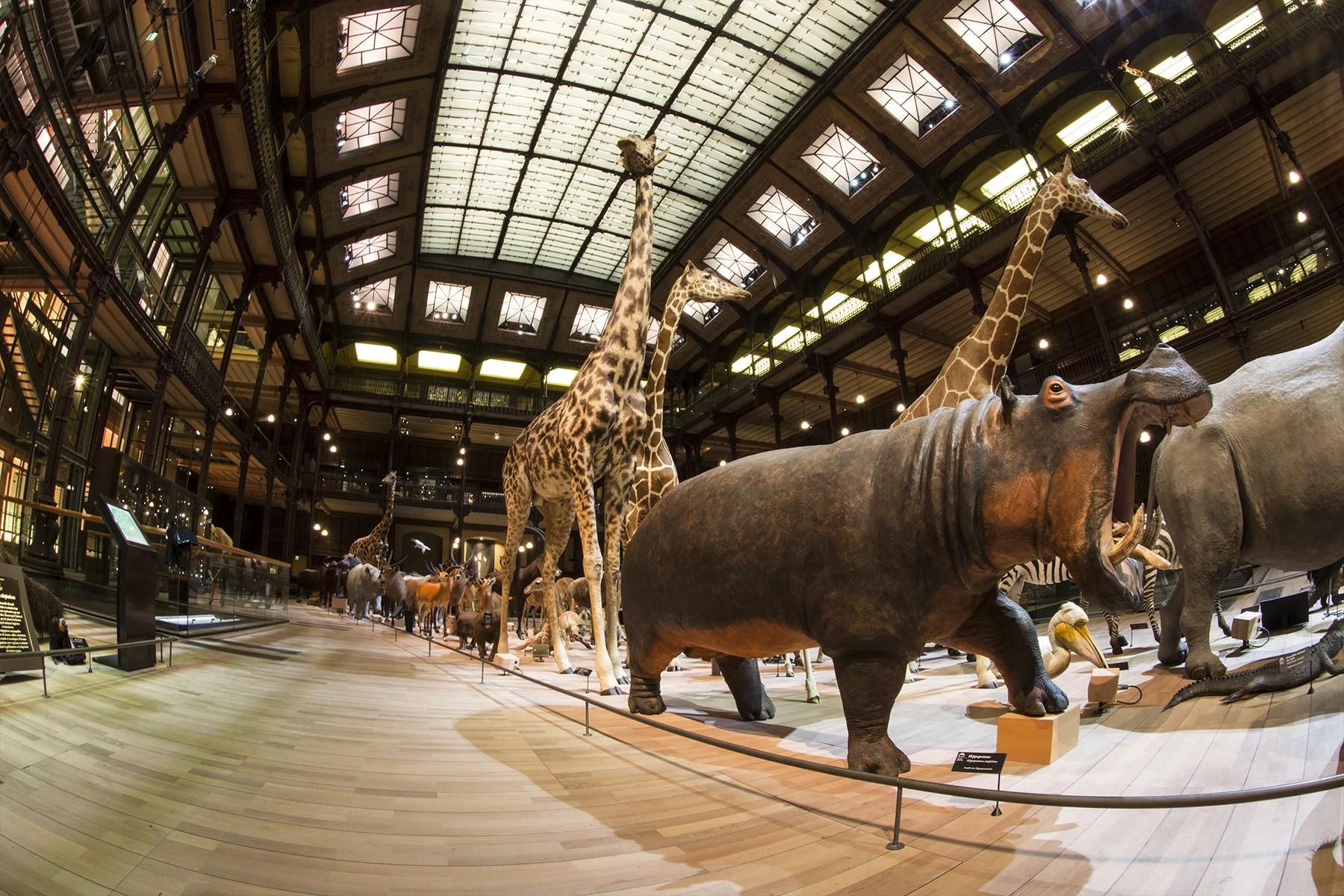 amadeus logo evolution